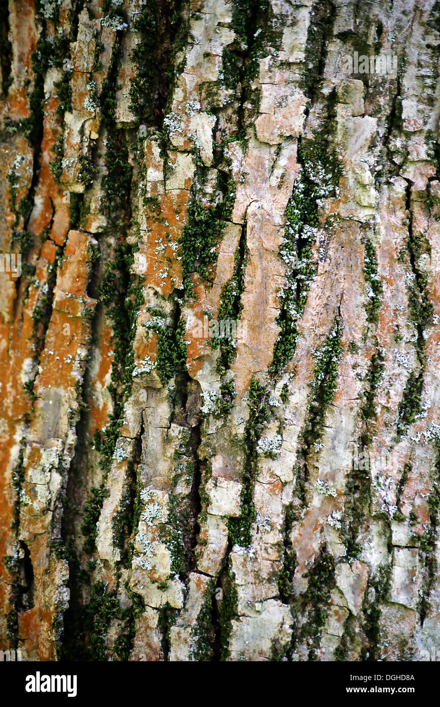 Tree bark background Stock Photo - Alamy