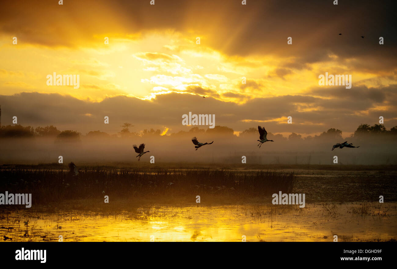 Magpie geese in australia hi-res stock photography and images - Alamy