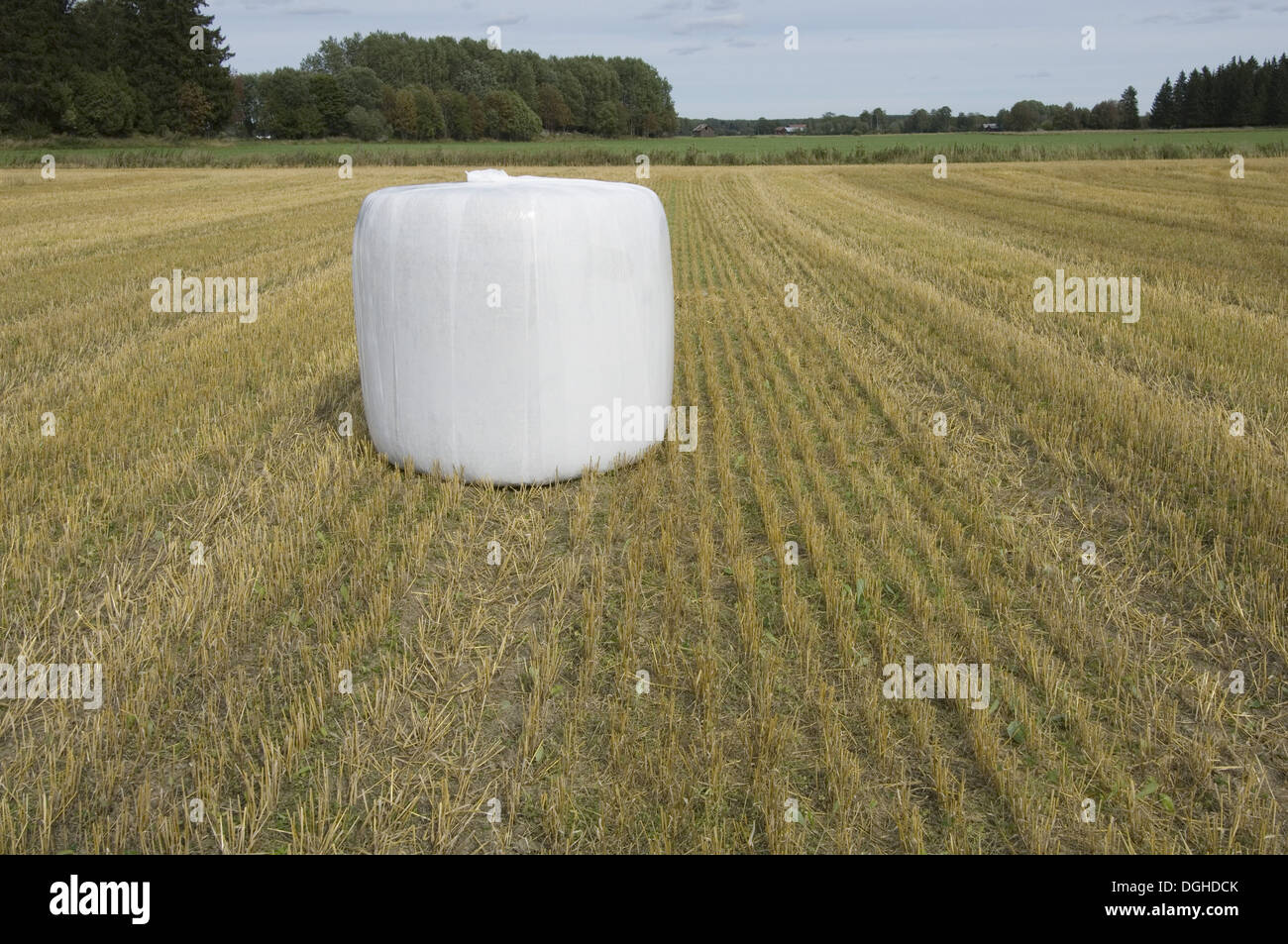 Straw in plastic wrapped round bale, wrapped to be stored outside in ...
