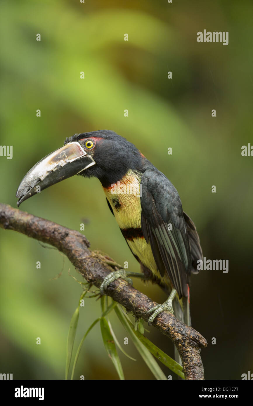 Collared Aracaris High Resolution Stock Photography and Images - Alamy