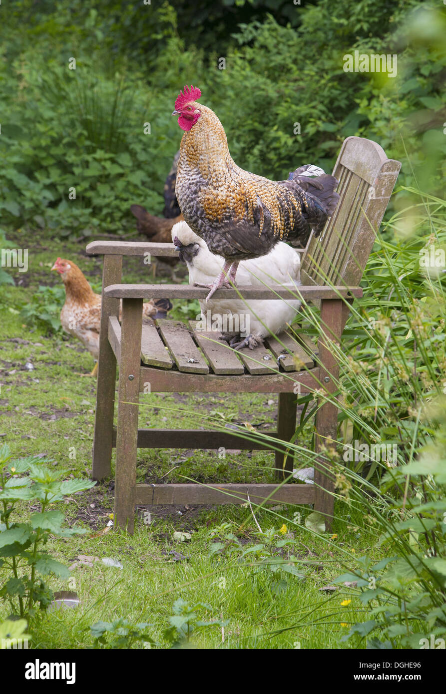 Domestic Chicken, cockerel and hens, on garden chair, Cumbria, England ...