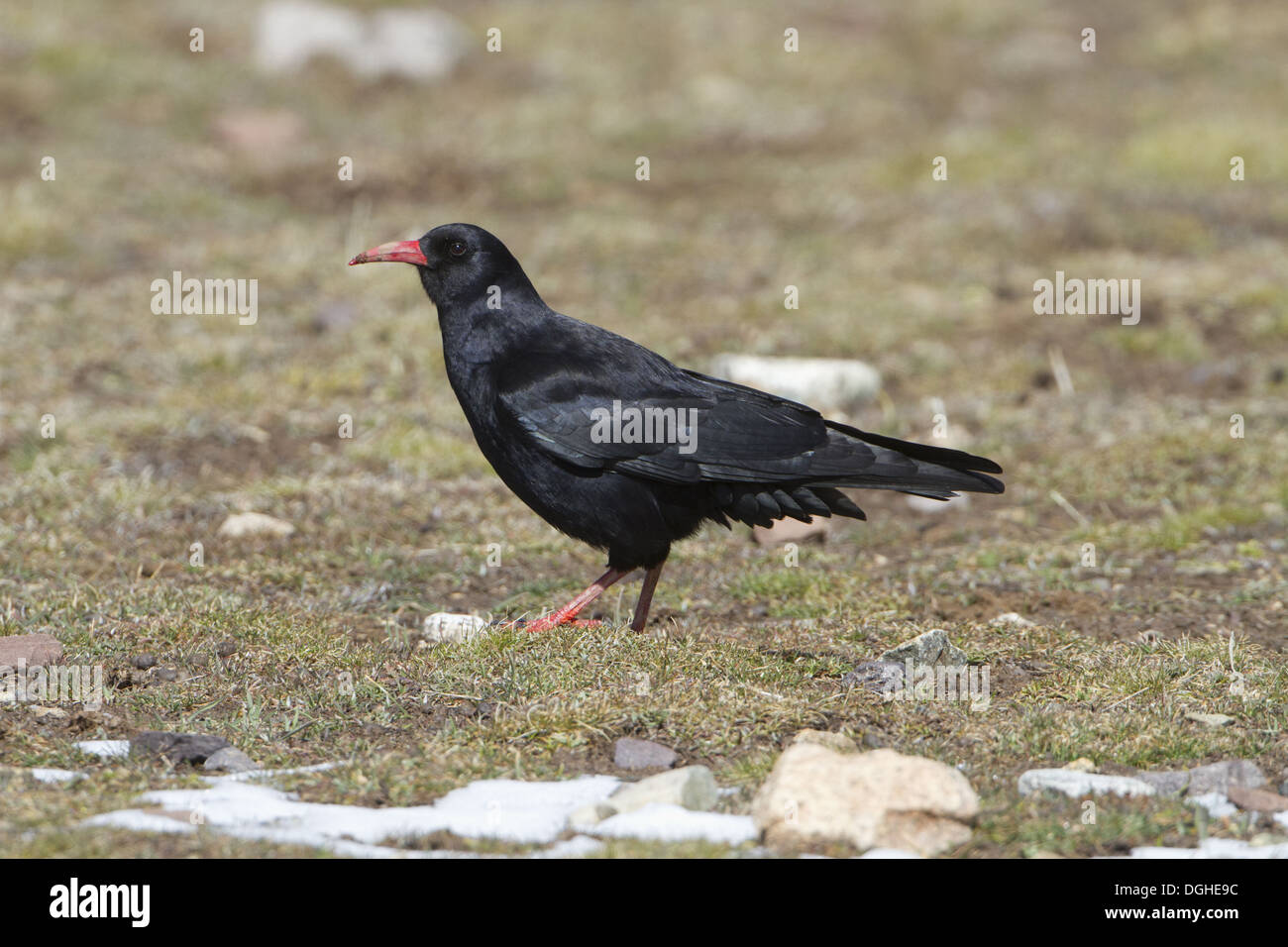 Red-billed Chough (Pyrrhocorax pyrrhocorax barbarus) North African ...