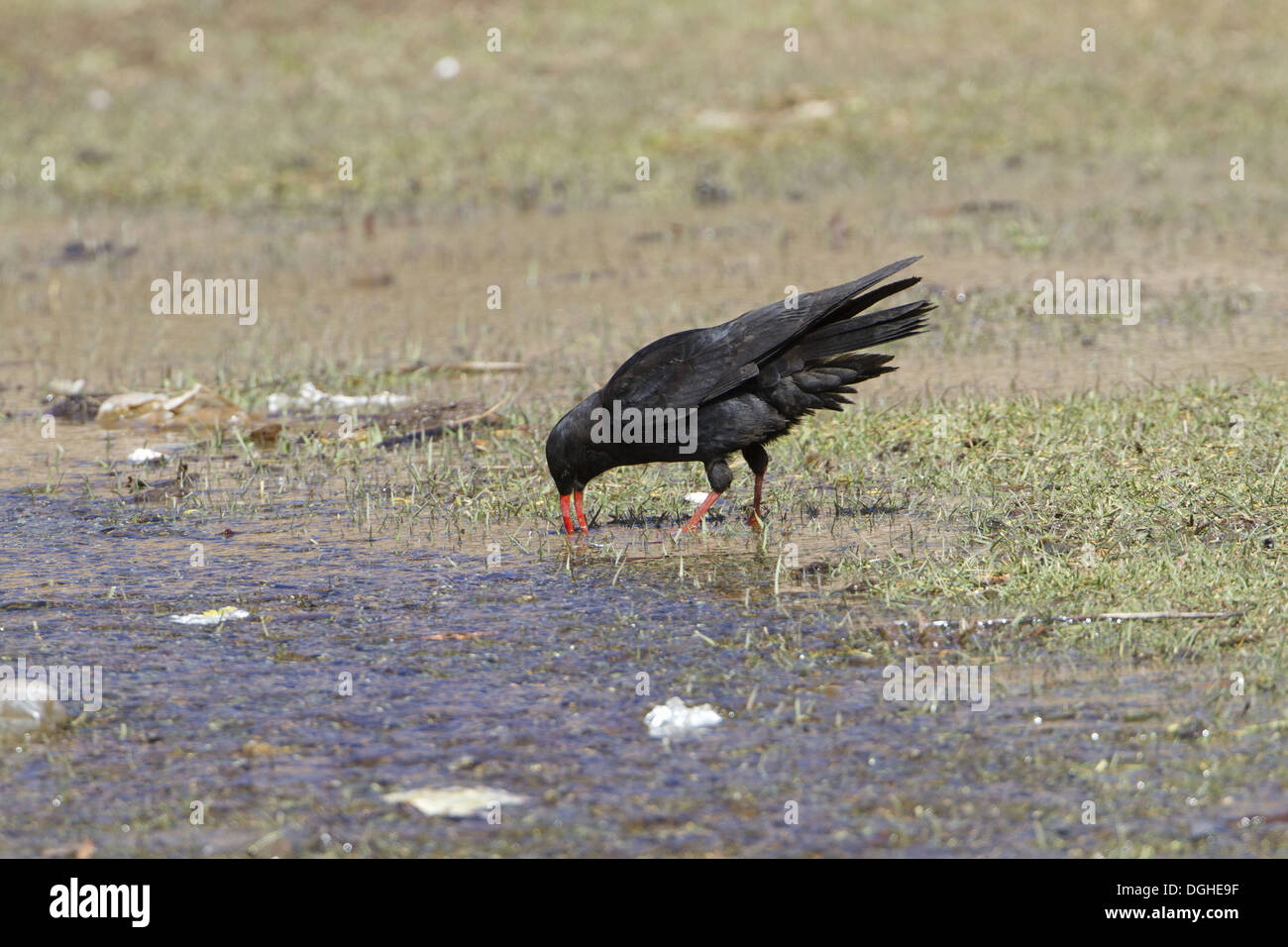 Red billed chough feeding hi-res stock photography and images - Alamy