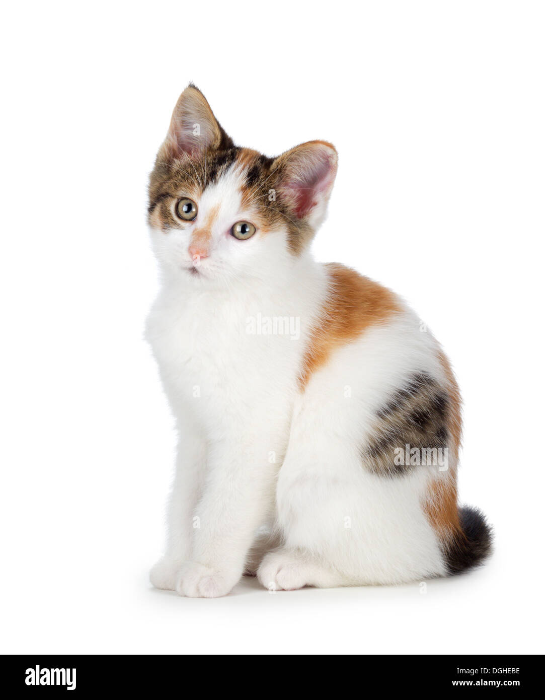 Cute calico kitten isolated on white Stock Photo - Alamy
