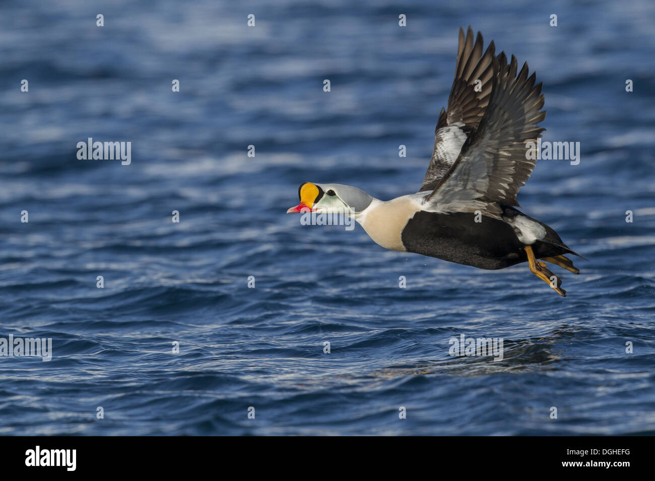 King Eider (Somateria spectabilis) adult male, in flight, taking off ...