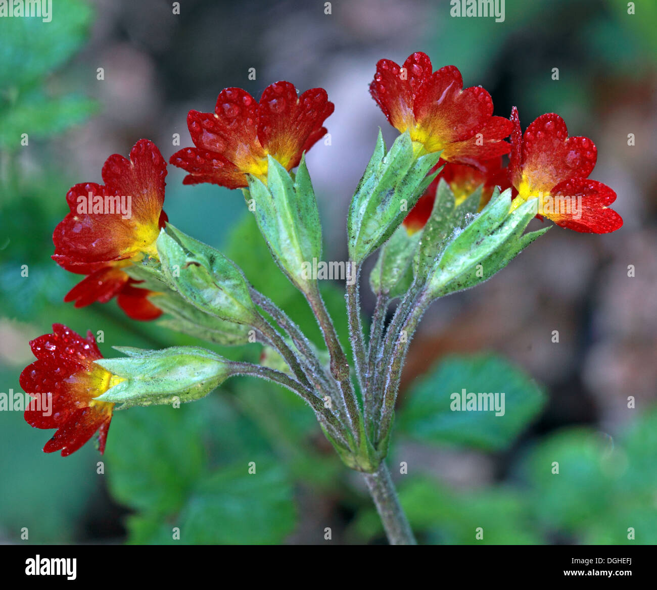 Red wildflower hi-res stock photography and images - Alamy