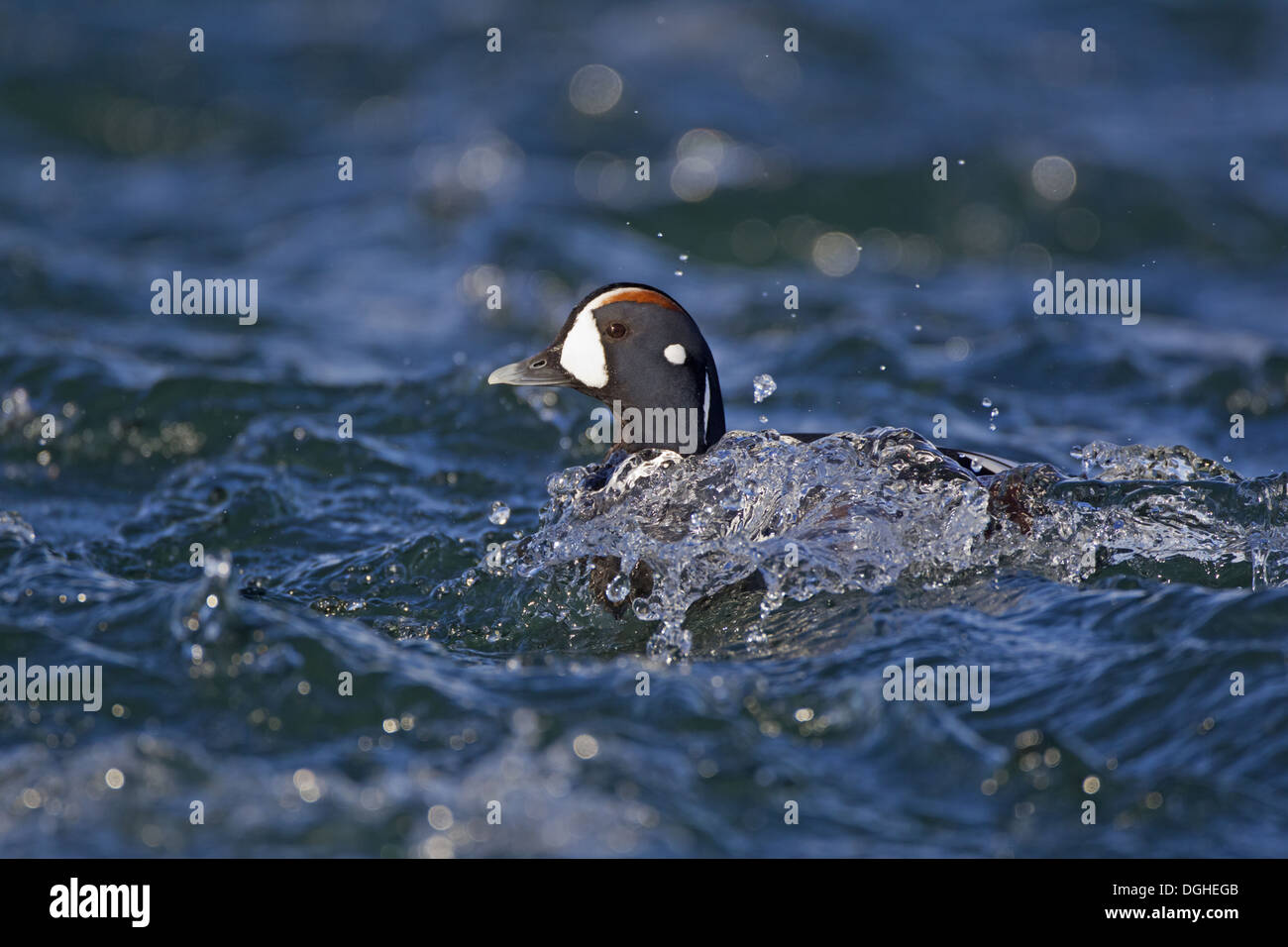 Breeding plumage harlequin ducks hi-res stock photography and images ...