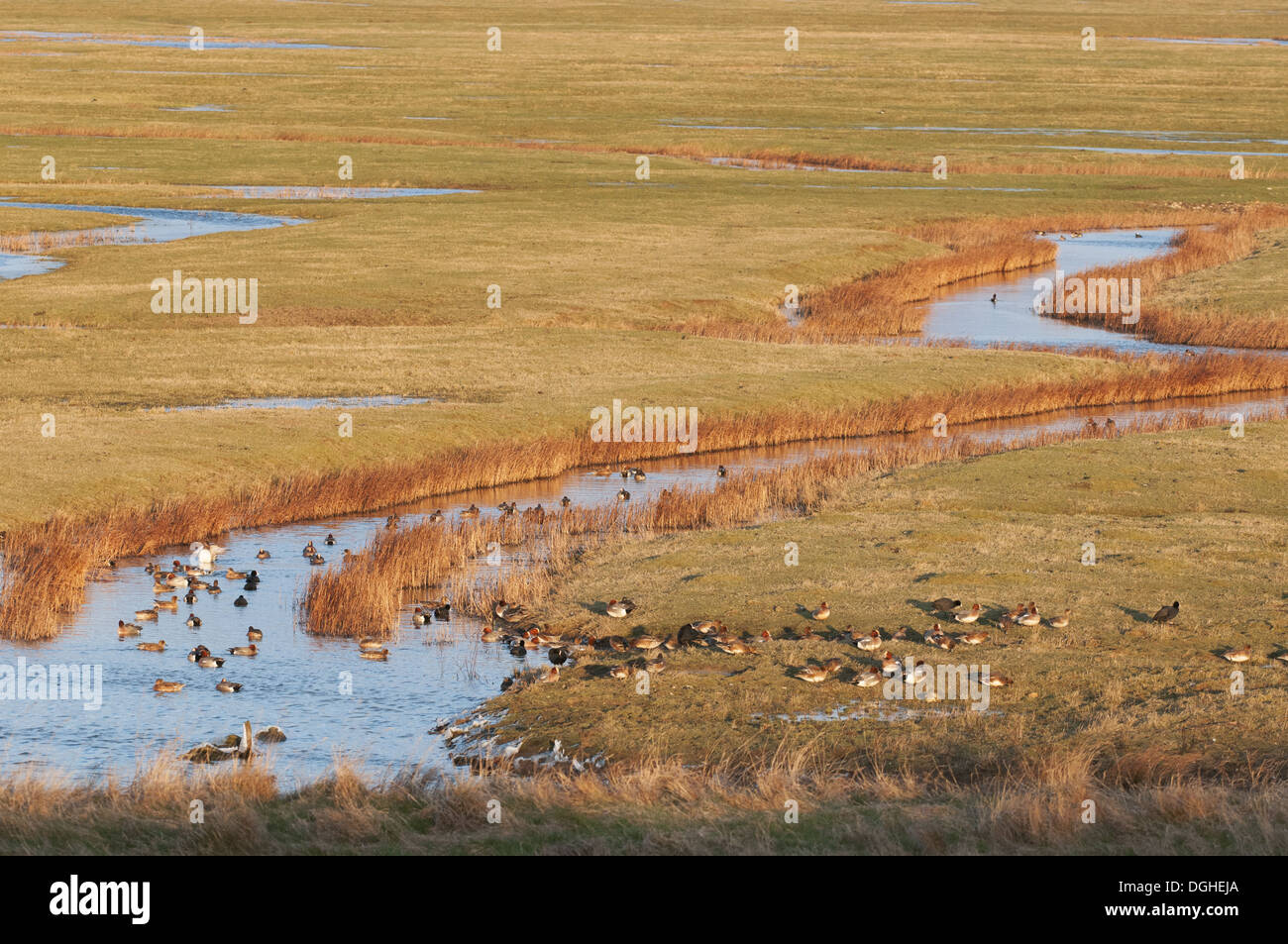 Eurasian Wigeon (Anas penelope) flock swimming on flooded coastal ...