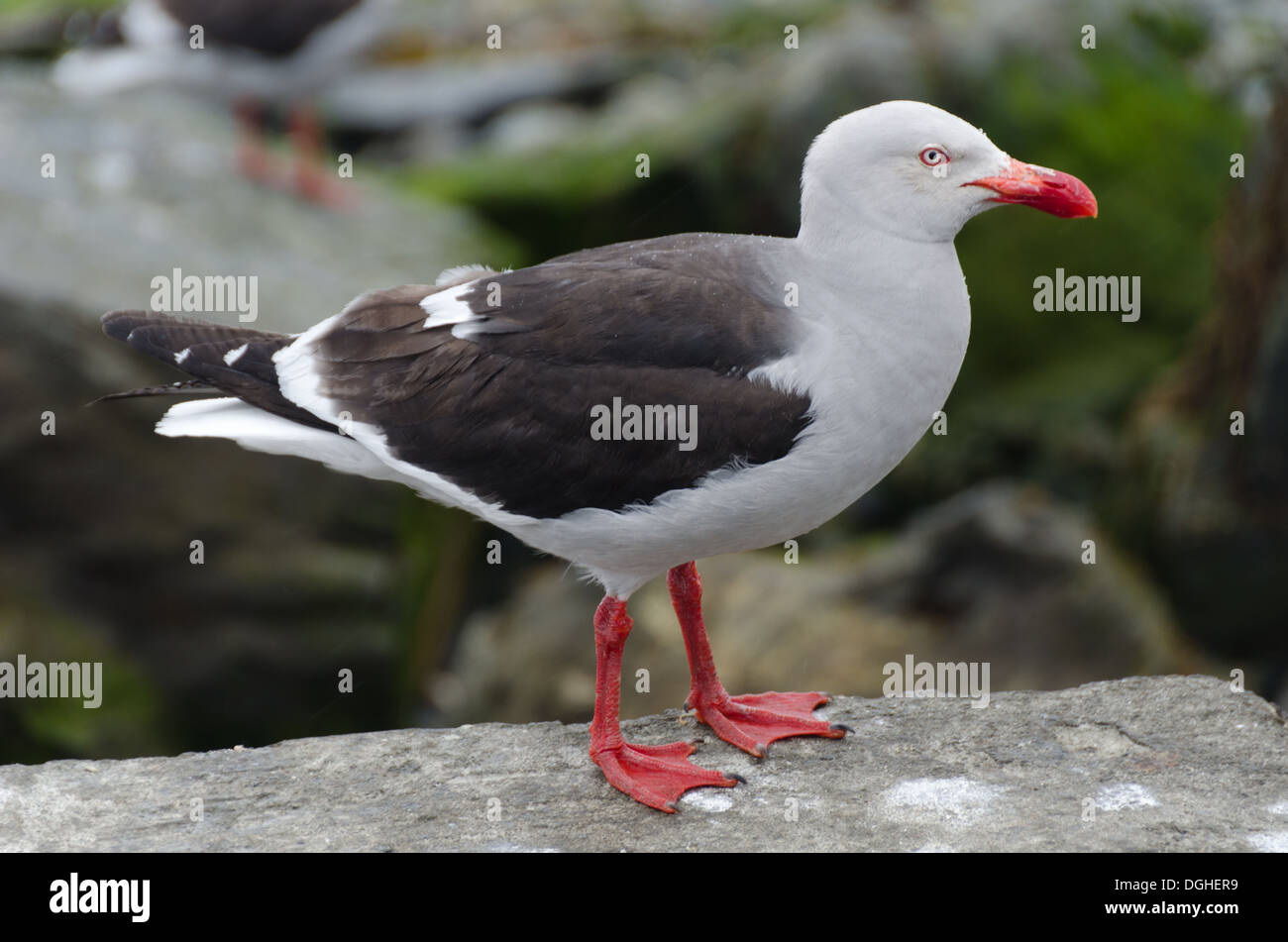A Dolphin Gull in profile on an Argentinian coast Stock Photo - Alamy