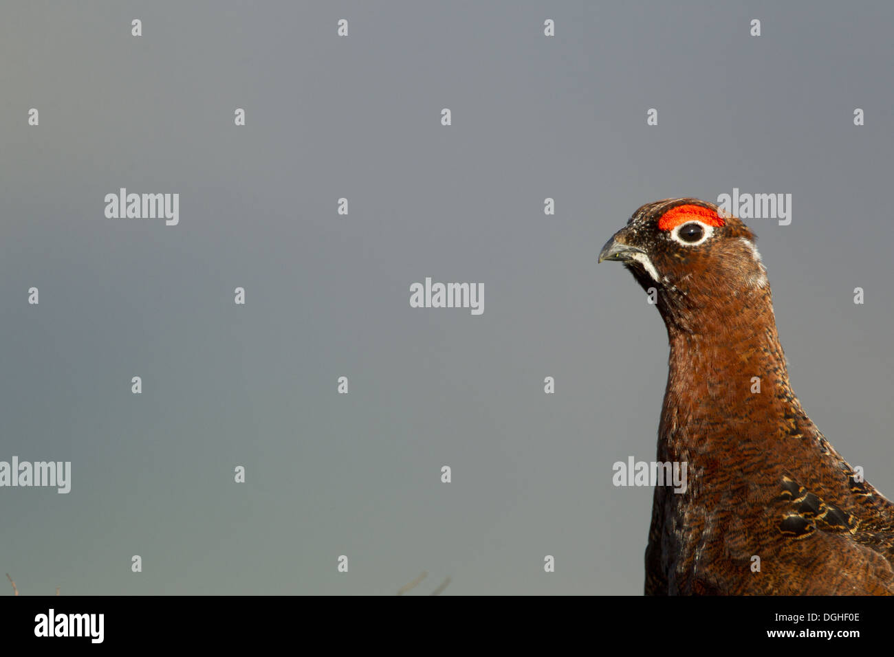 Red grouse head and neck hi-res stock photography and images - Alamy