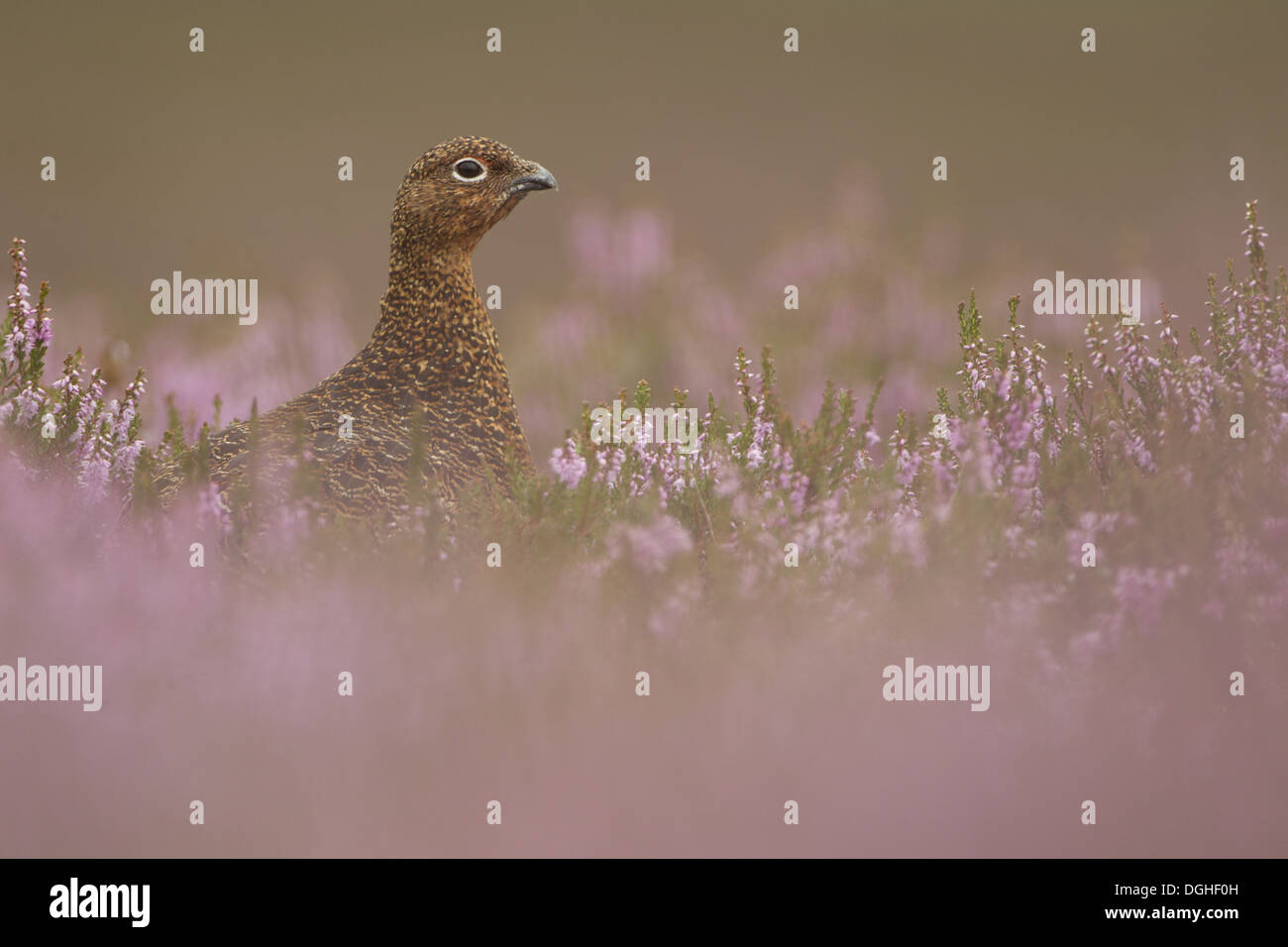 Red Grouse (Lagopus lagopus scoticus) adult female standing amongst ...