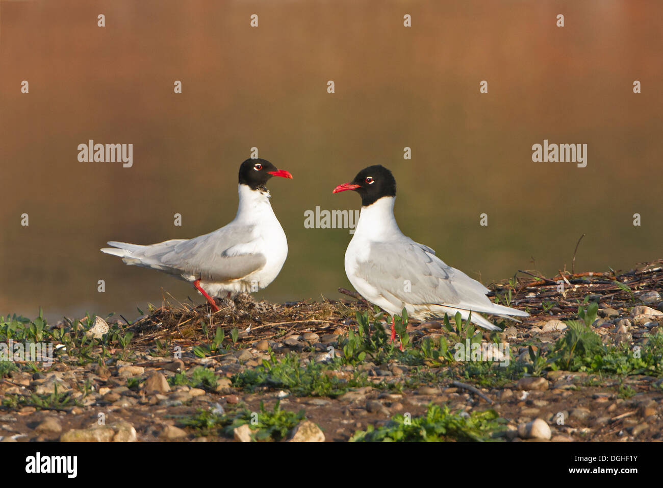 Mediterranean Gull (Larus melanocephalus) adult pair, breeding plumage ...