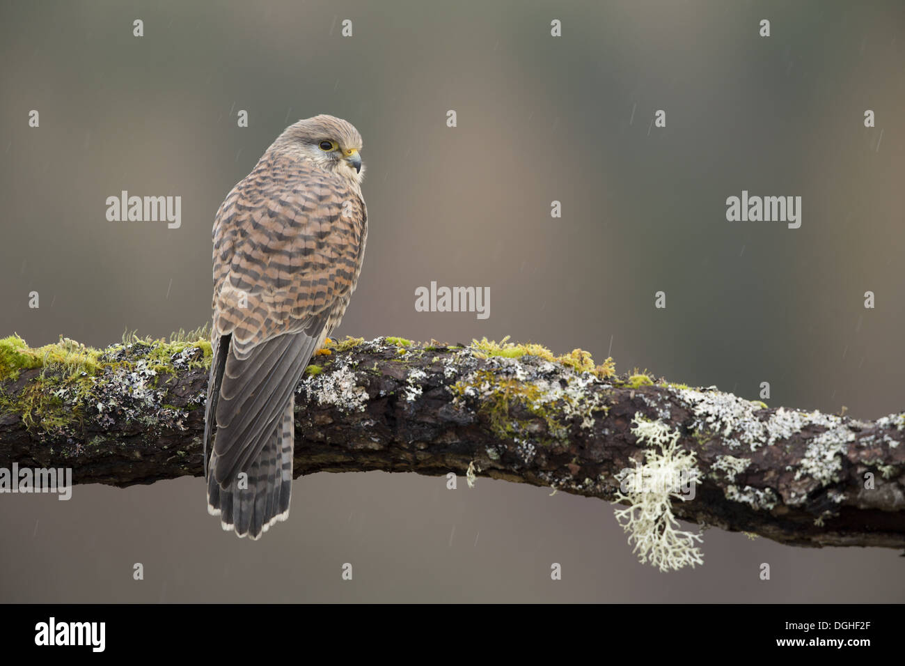 Common Kestrel (Falco tinnunculus) adult female, perched on branch ...