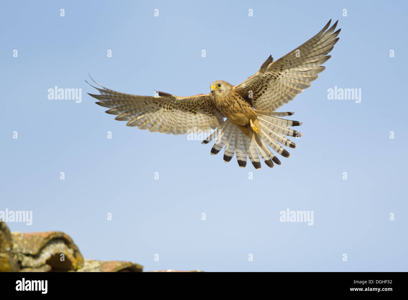 Lesser Kestrel (Falco naumanni) adult female in flight landing on tiled ...