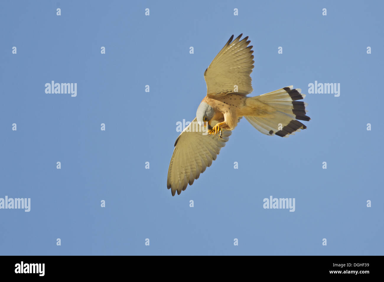 Lesser Kestrel (Falco naumanni) adult male in flight transferring ...