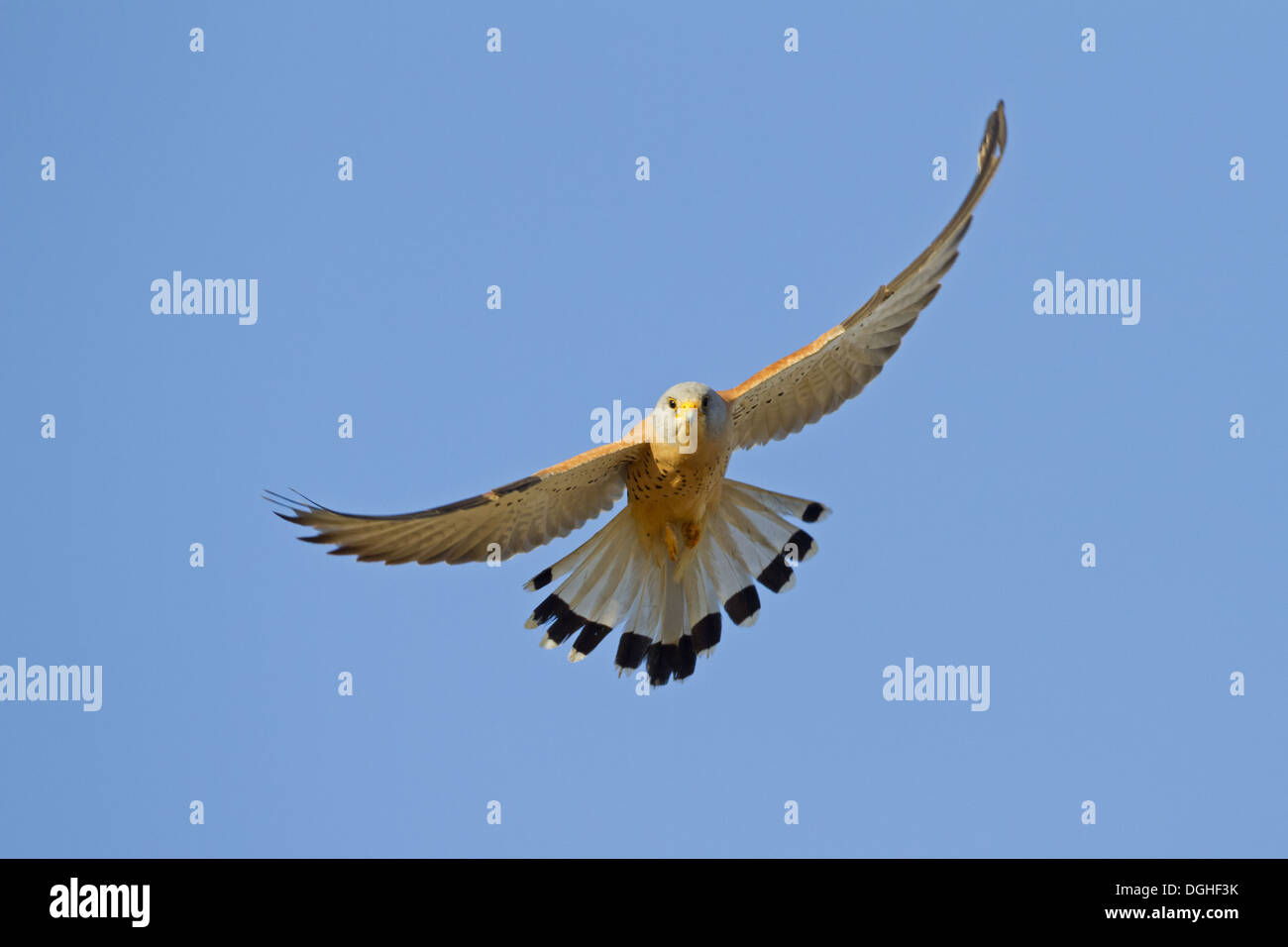 Lesser Kestrel (Falco naumanni) adult male, in flight, Trujillo ...