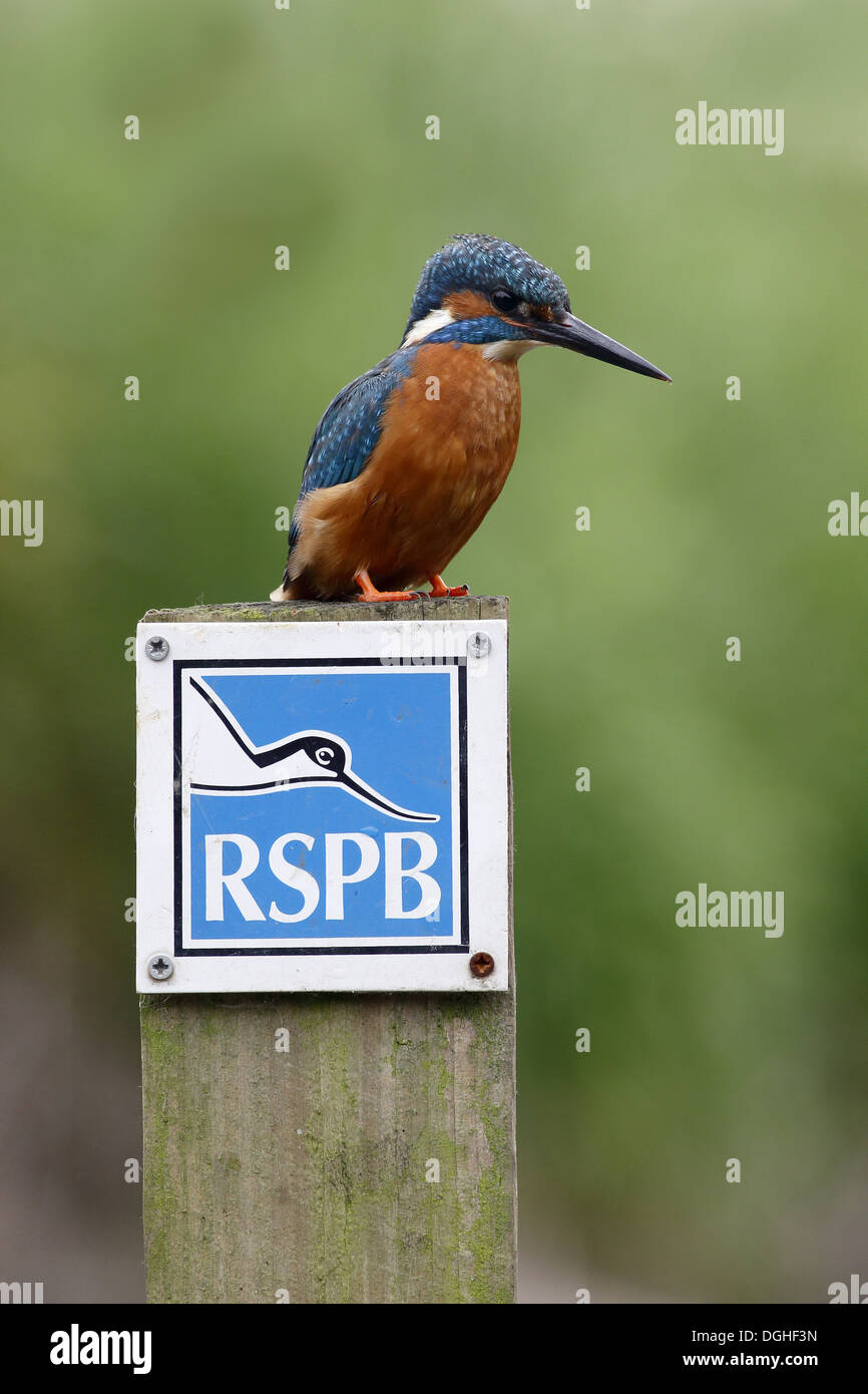 Common Kingfisher (Alcedo atthis) adult male, perched on RSPB sign ...