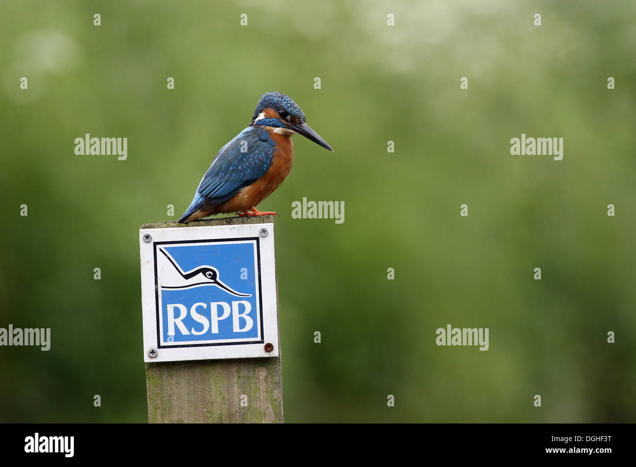 Common Kingfisher (Alcedo atthis) adult male, perched on RSPB sign ...