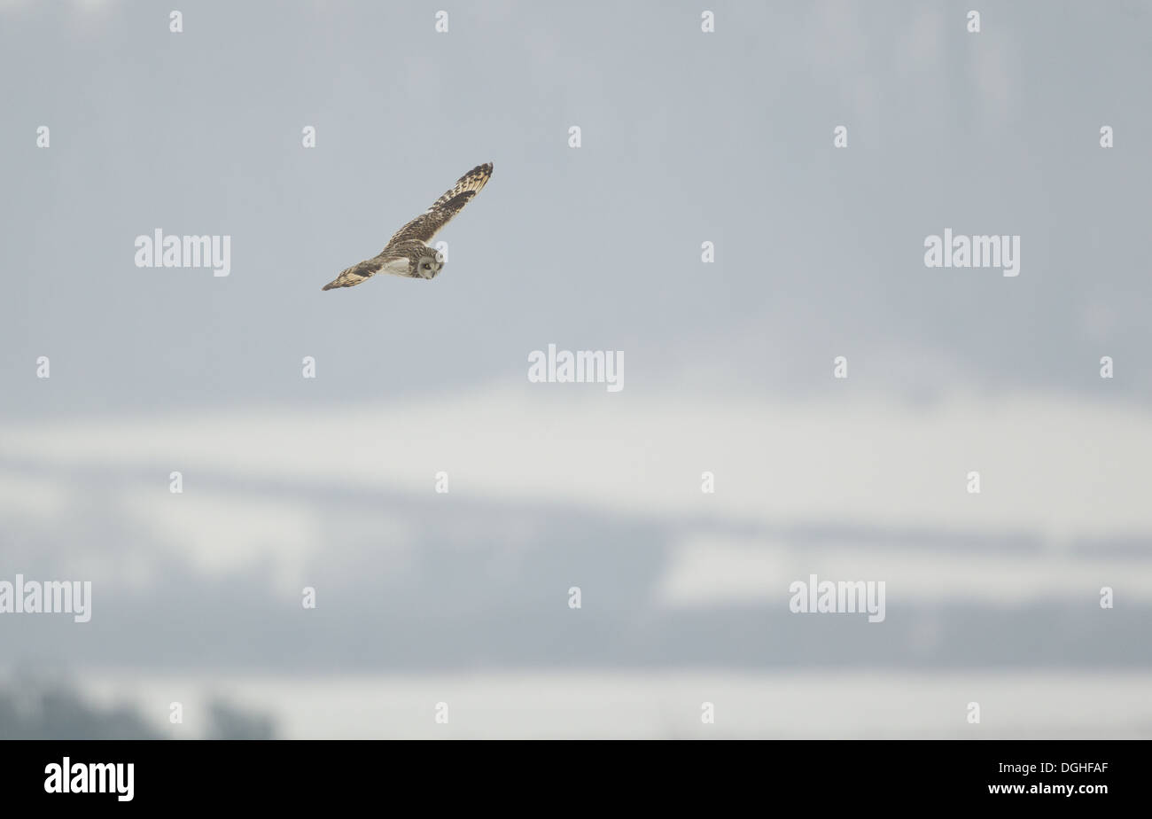 Short-eared Owl (Asio flammeus) adult, in flight, hunting over snow ...