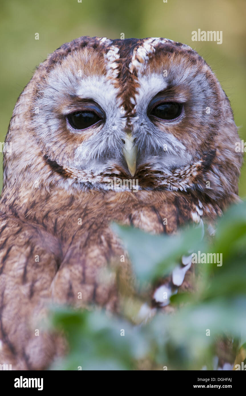 Tawny Owl Strix Aluco Adult Close Up Of Head Berkshire England