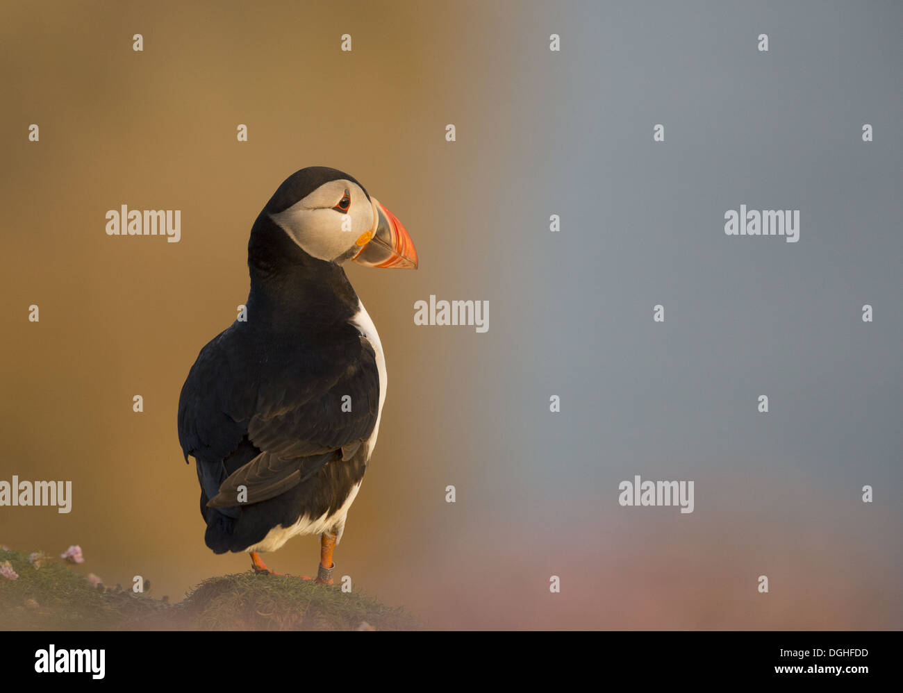 Atlantic Puffin (Fratercula arctica) adult breeding plumage standing on ... Atlantic Puffin (Fratercula arctica) adult breeding plumage standing on ...