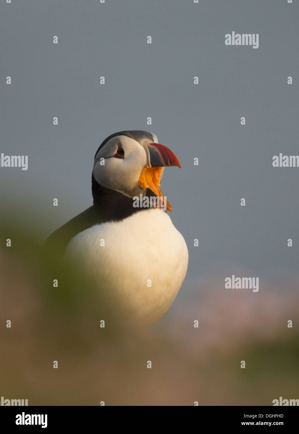 Atlantic Puffin (Fratercula arctica) adult breeding plumage yawning on ... Atlantic Puffin (Fratercula arctica) adult breeding plumage yawning on ...