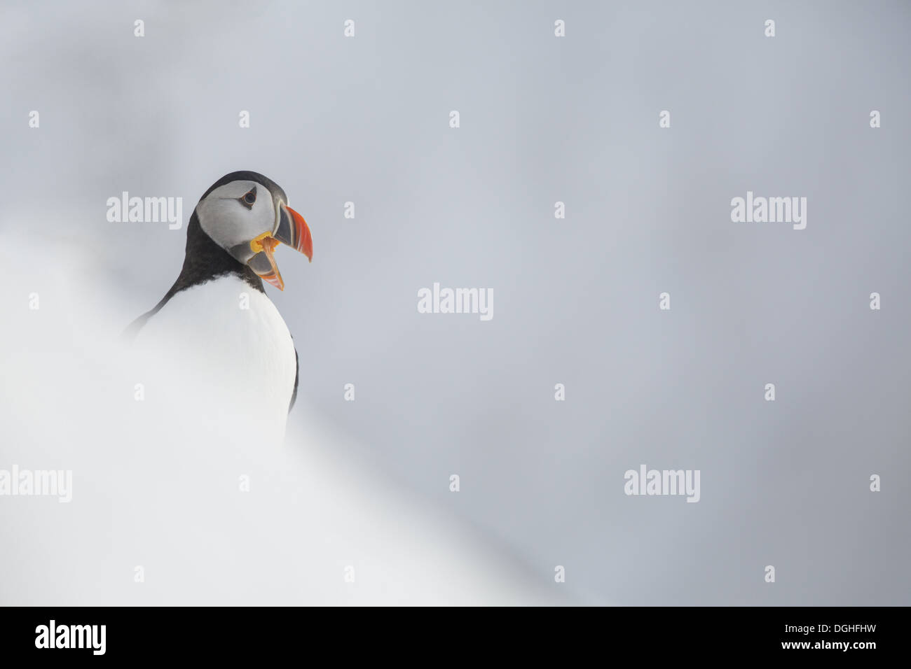 Atlantic puffin winter plumage hi-res stock photography and images - Alamy