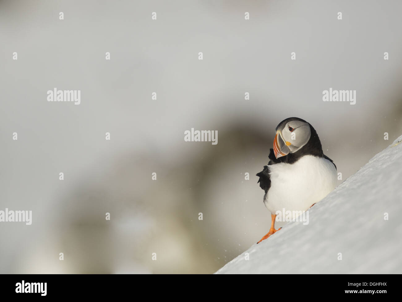 Atlantic puffin winter plumage hi-res stock photography and images - Alamy