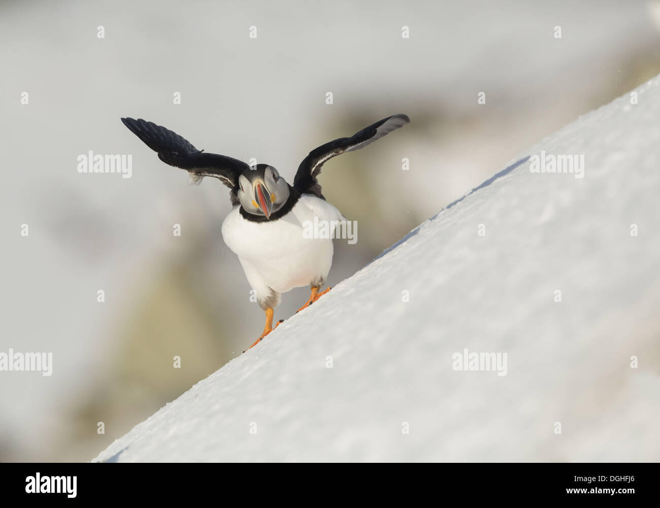 Atlantic puffin winter plumage hi-res stock photography and images - Alamy