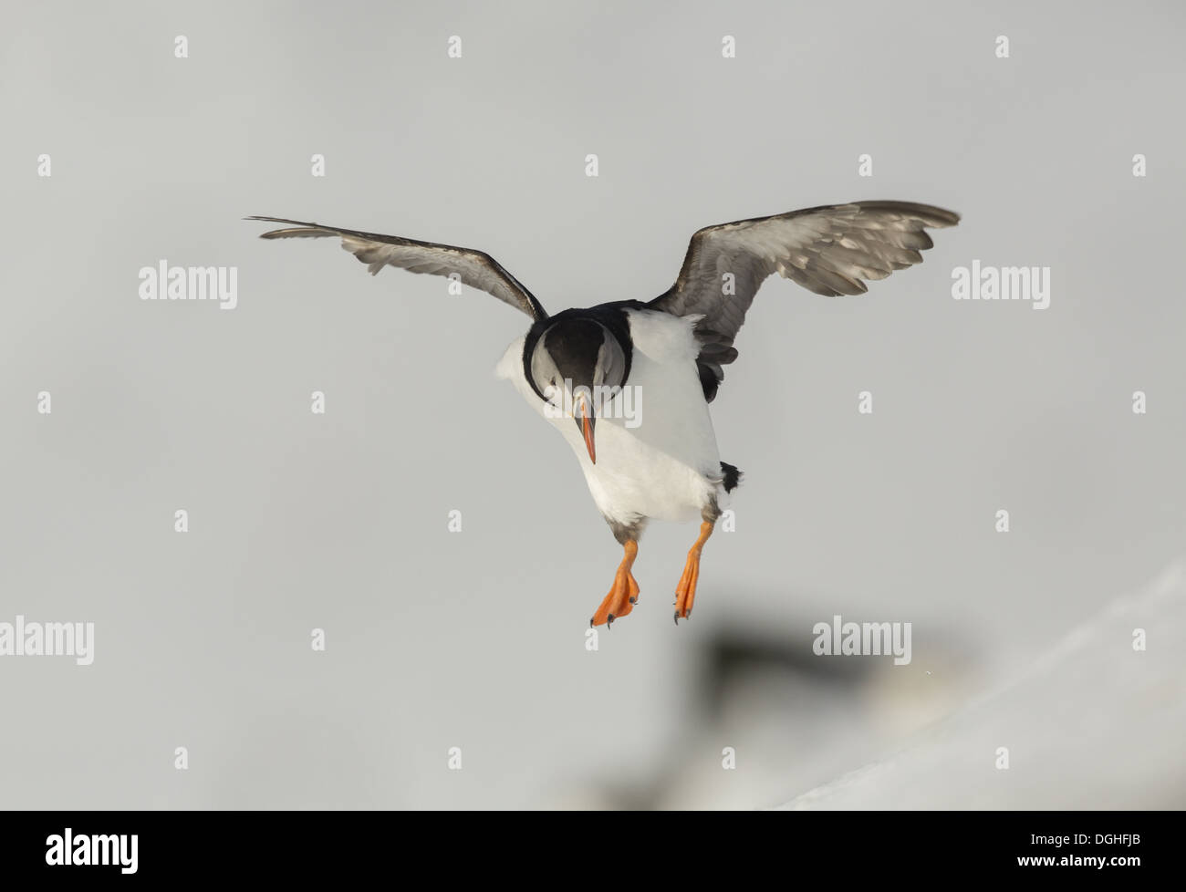 Atlantic puffin winter plumage hi-res stock photography and images - Alamy
