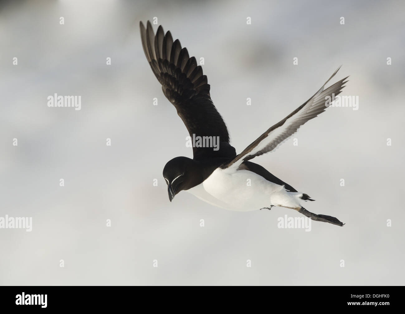 Razorbill (Alca torda) adult, breeding plumage, in flight over snow ...