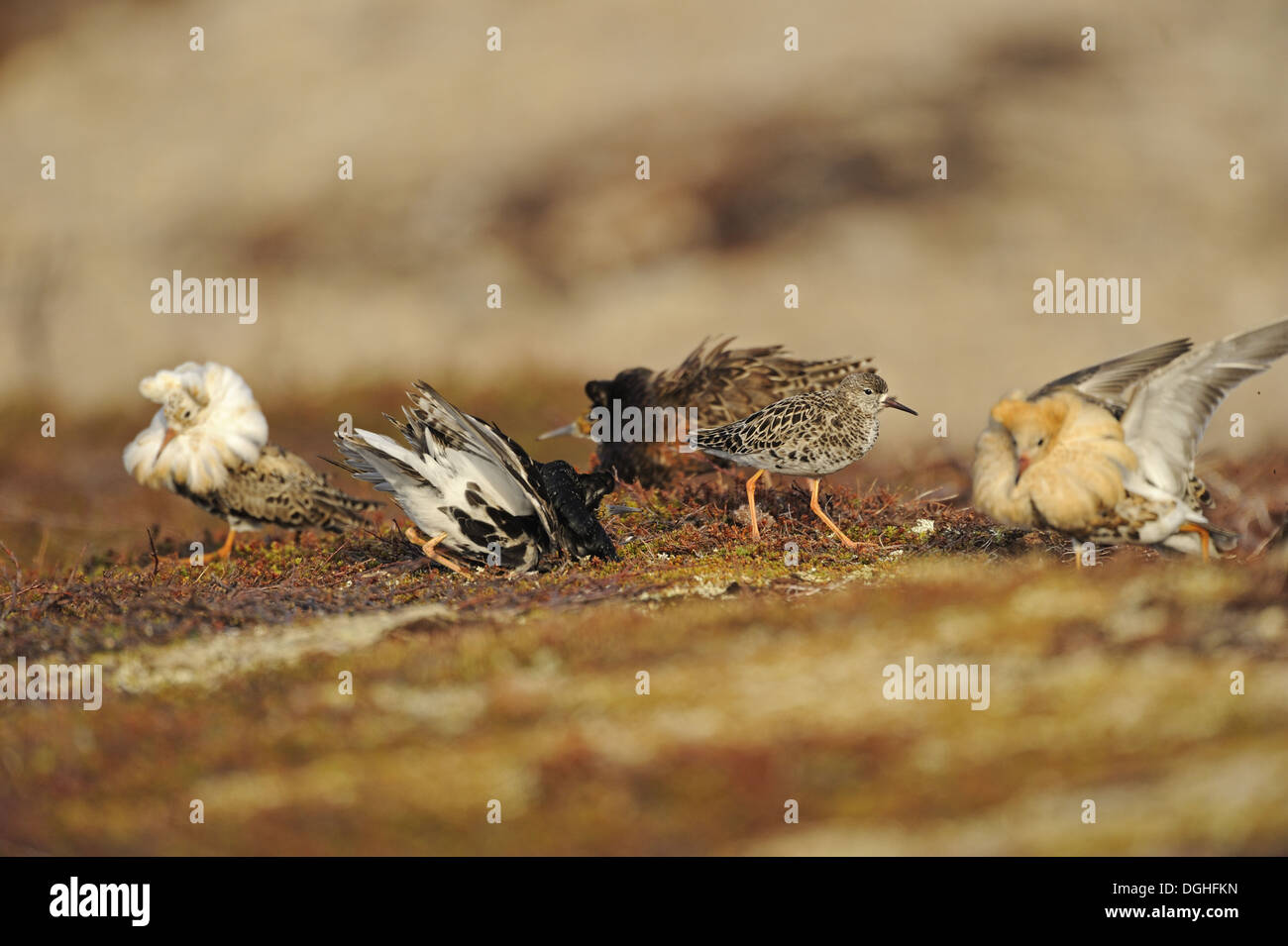 Ruff male bird satellite hi-res stock photography and images - Alamy