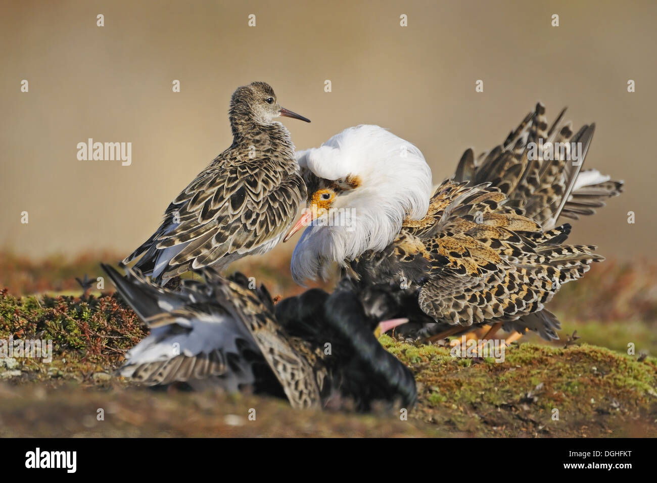 Ruff (Philomachus pugnax) adult males breeding plumage 'territorial ...