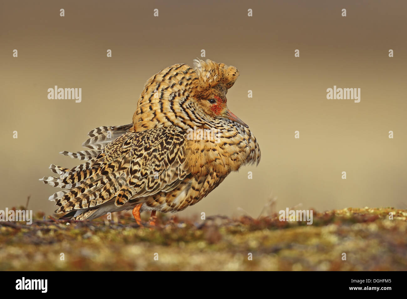 Male ruff hi-res stock photography and images - Alamy