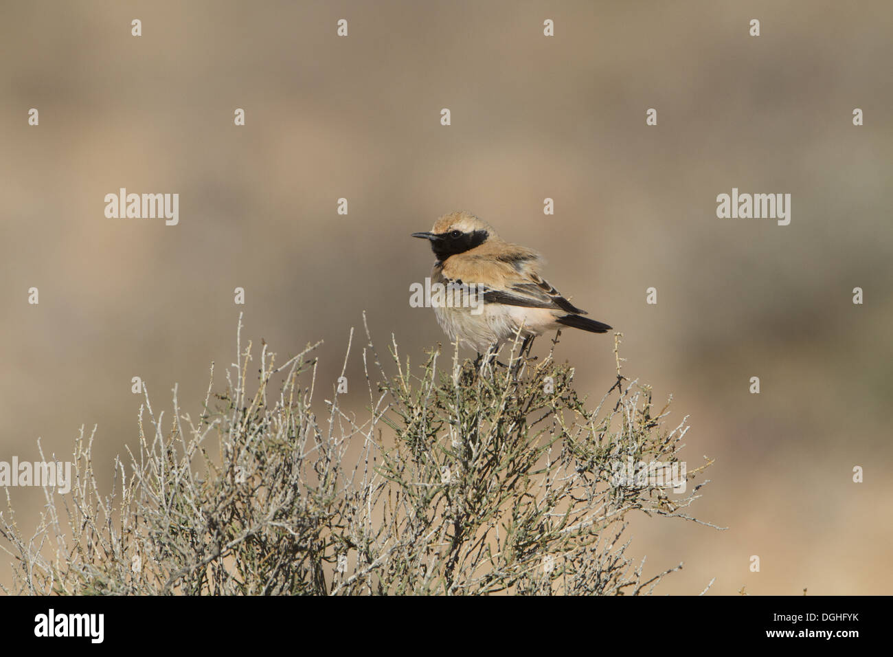 Maghreb wheatear hi-res stock photography and images - Alamy