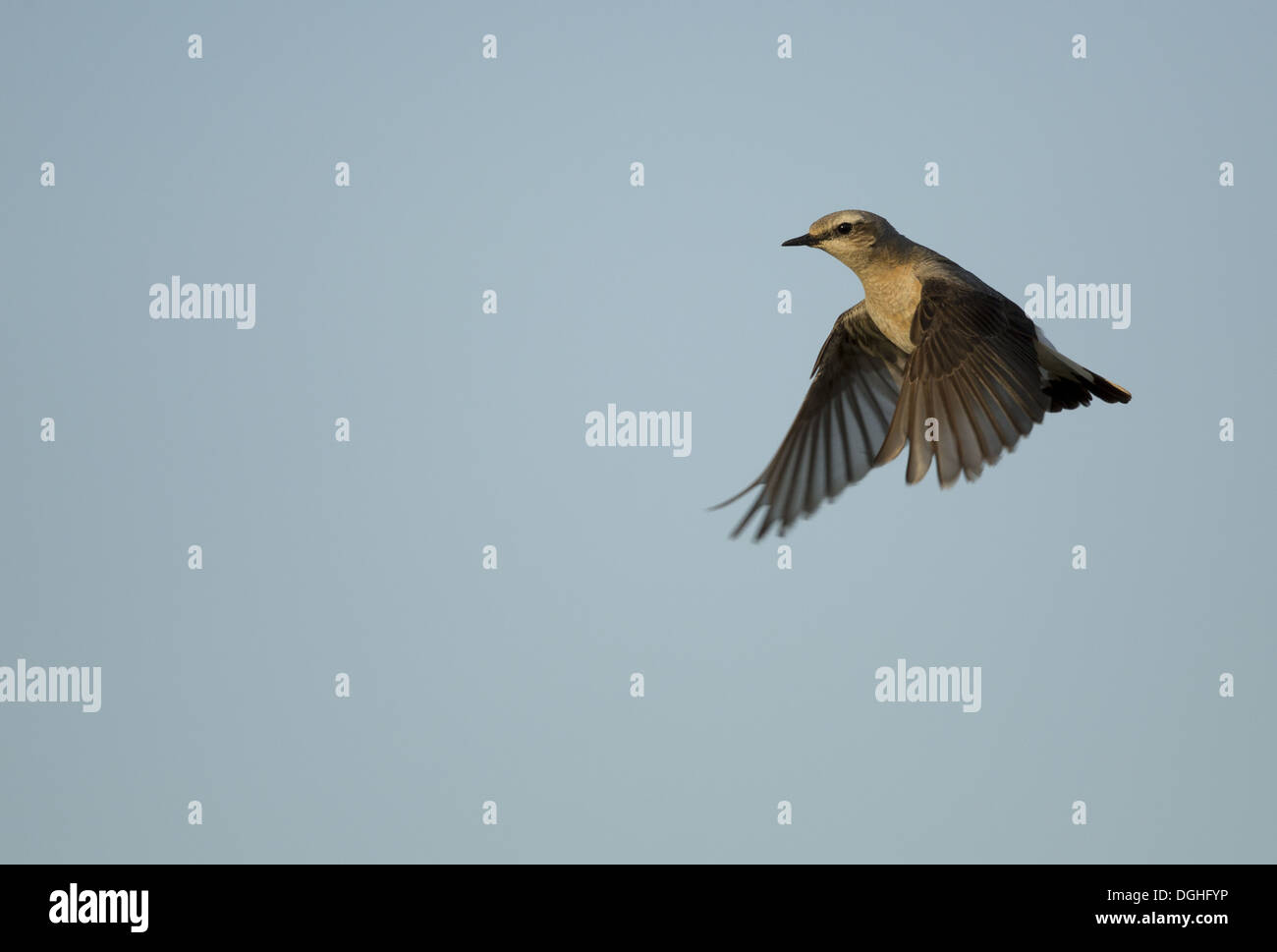 Northern wheatear flying hi-res stock photography and images - Alamy