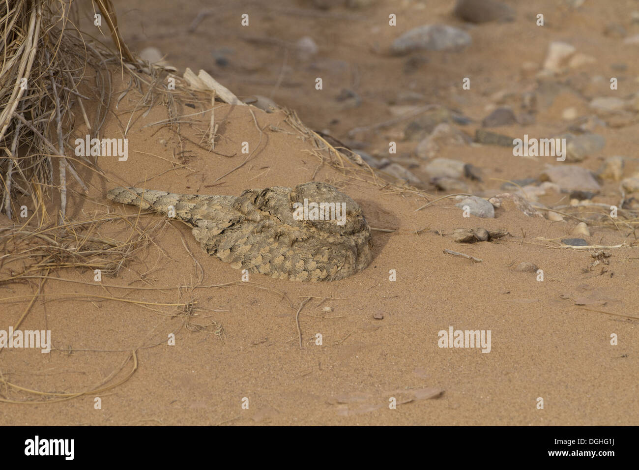 Egyptian nightjar caprimulgus aegyptius hi-res stock photography and ...