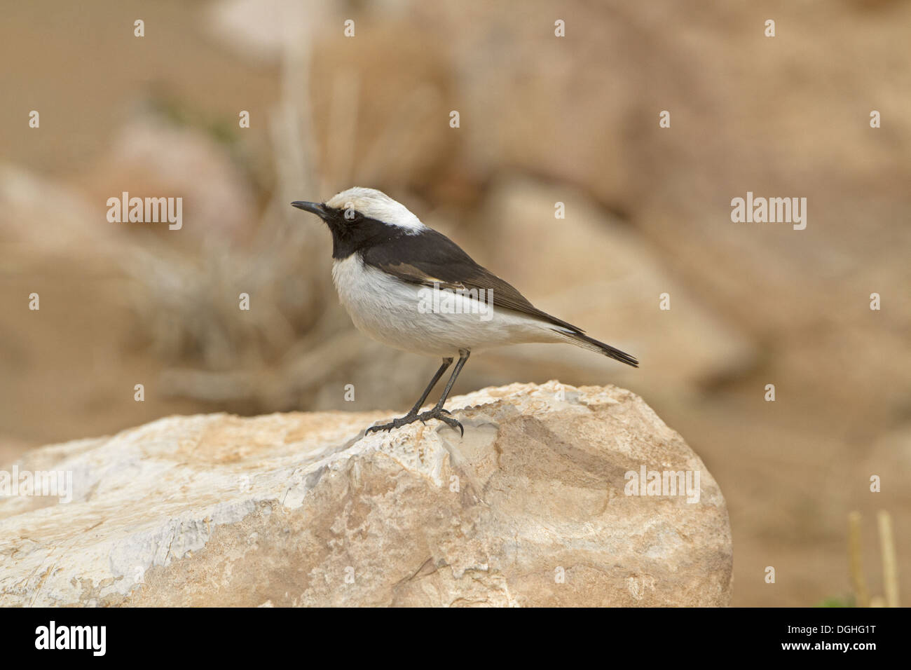 Mourning Wheatear (Oenanthe lugens halophila) North African subspecies ...