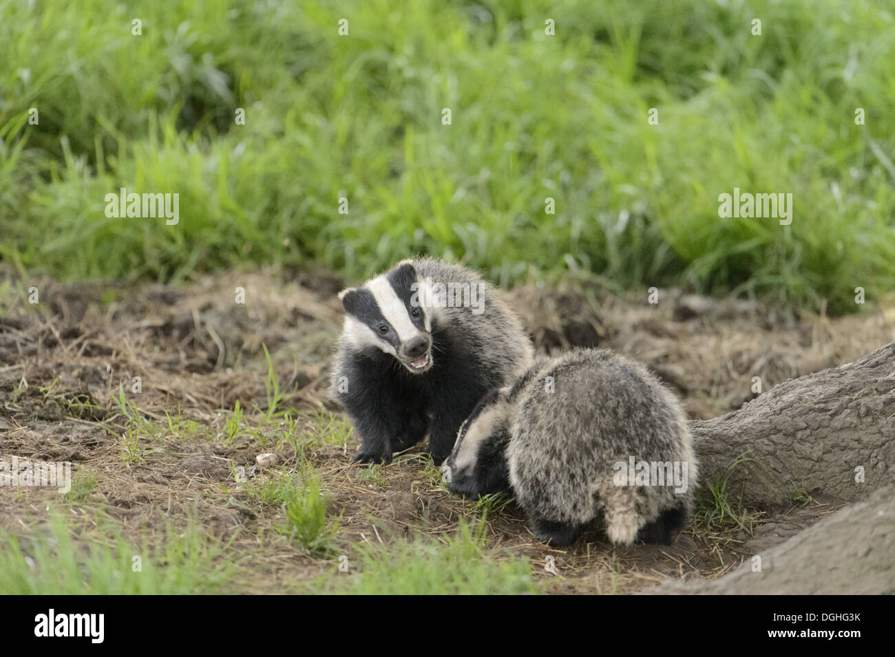 Eurasian Badger (Meles meles) two cubs, playfighting near sett ...
