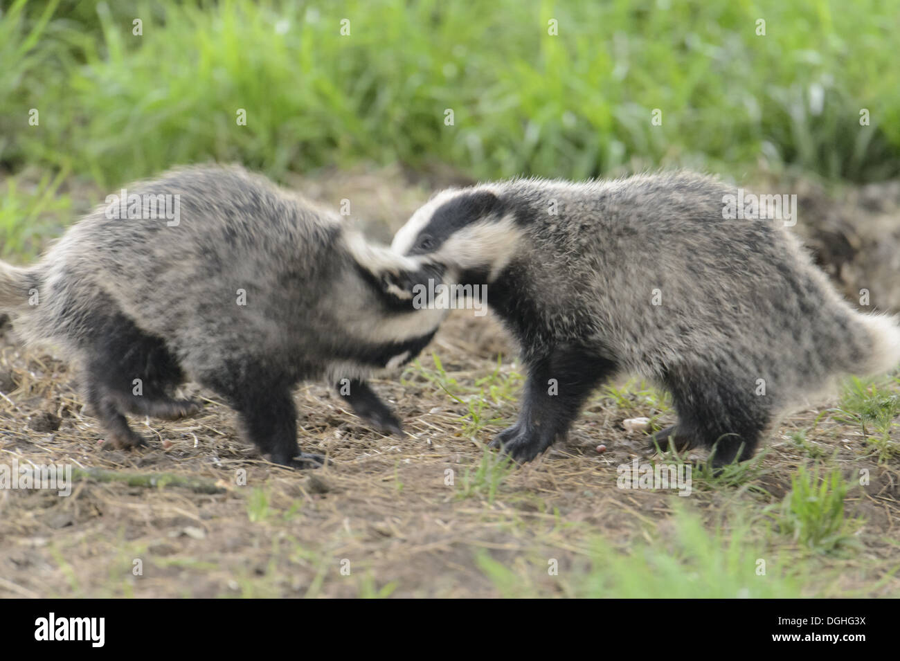 Eurasian Badger (Meles meles) two cubs, playfighting near sett ...