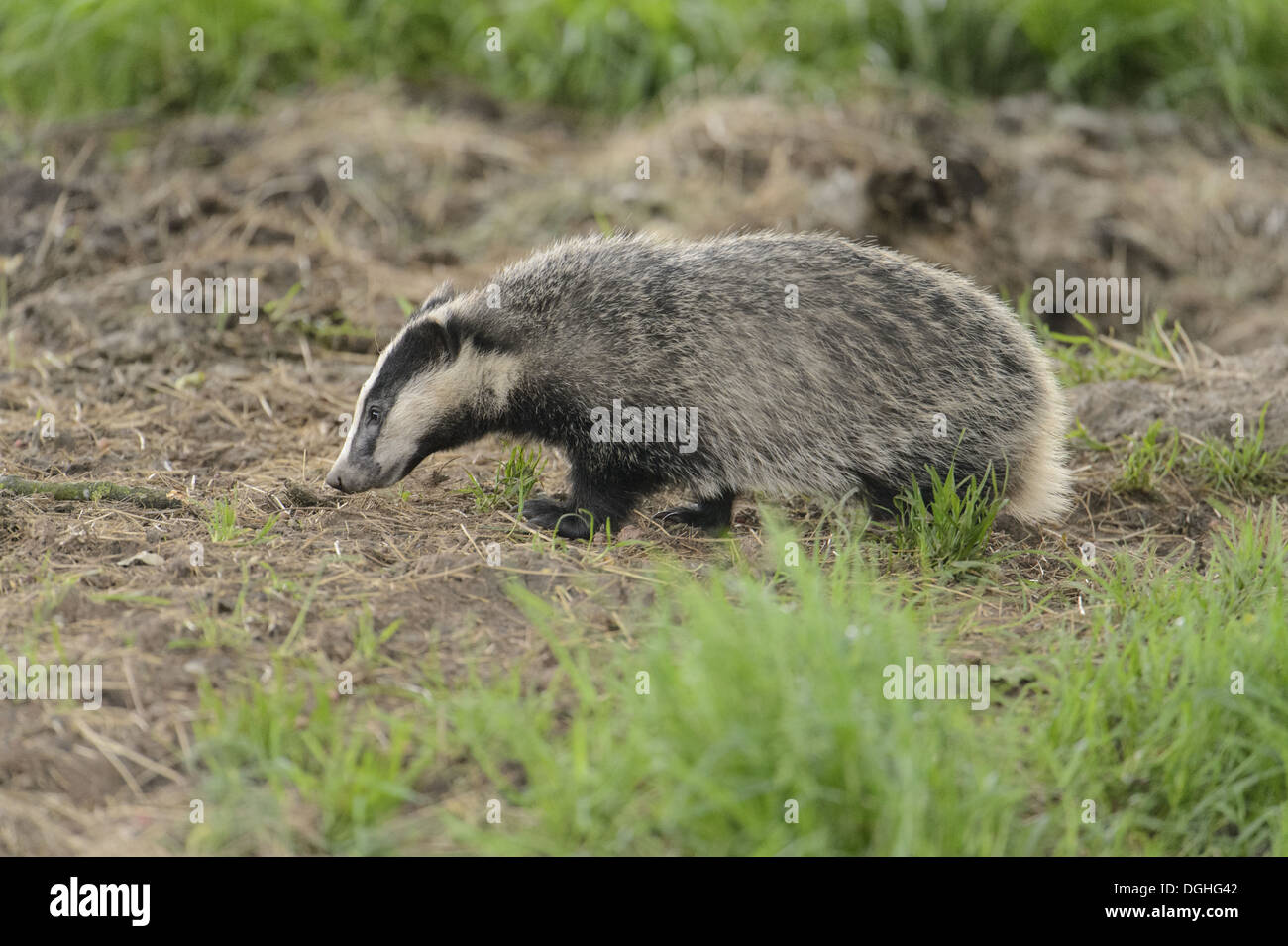 Eurasian Badger (Meles meles) adult, standing near sett, Blithfield ...