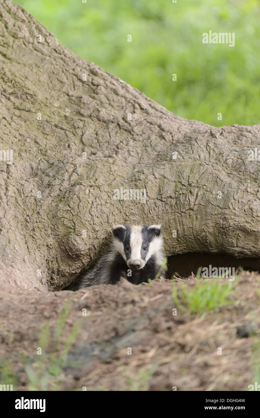 Young badger out of burrow hi-res stock photography and images - Alamy
