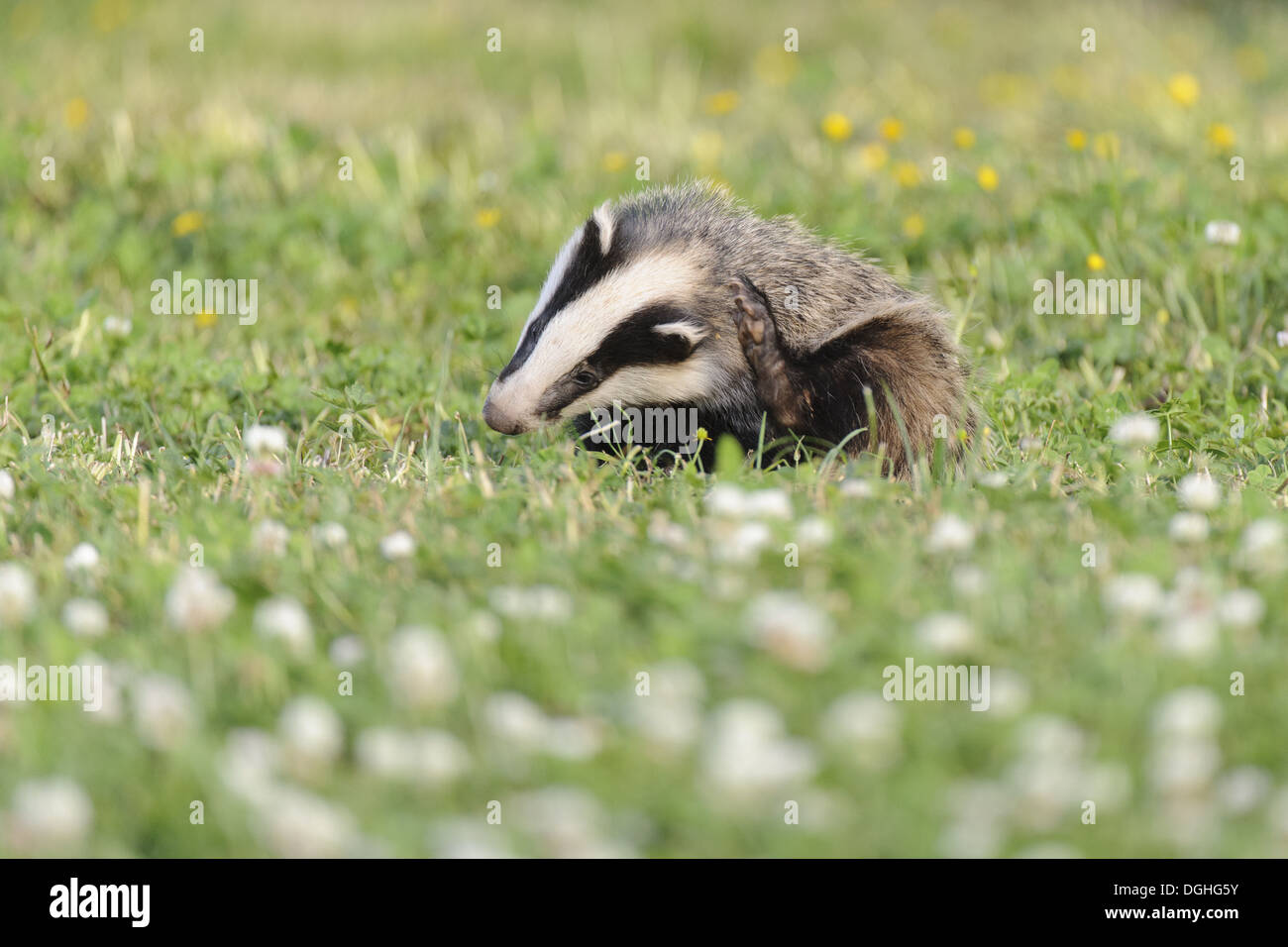 Badger scratching hi-res stock photography and images - Alamy