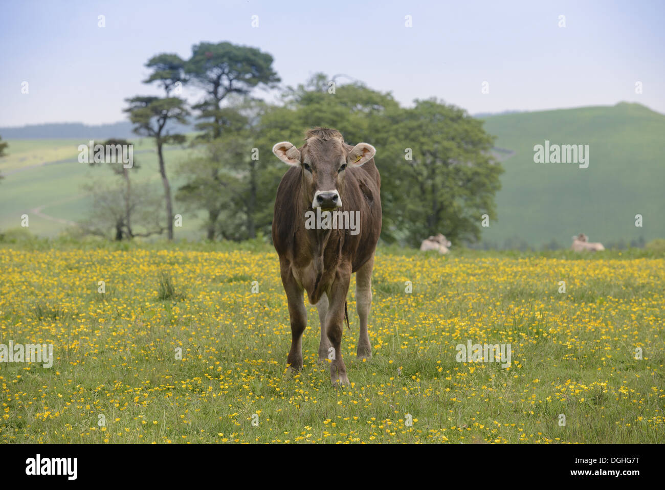 Domestic Cattle Brown Swiss heifer standing amongst buttercups in ...
