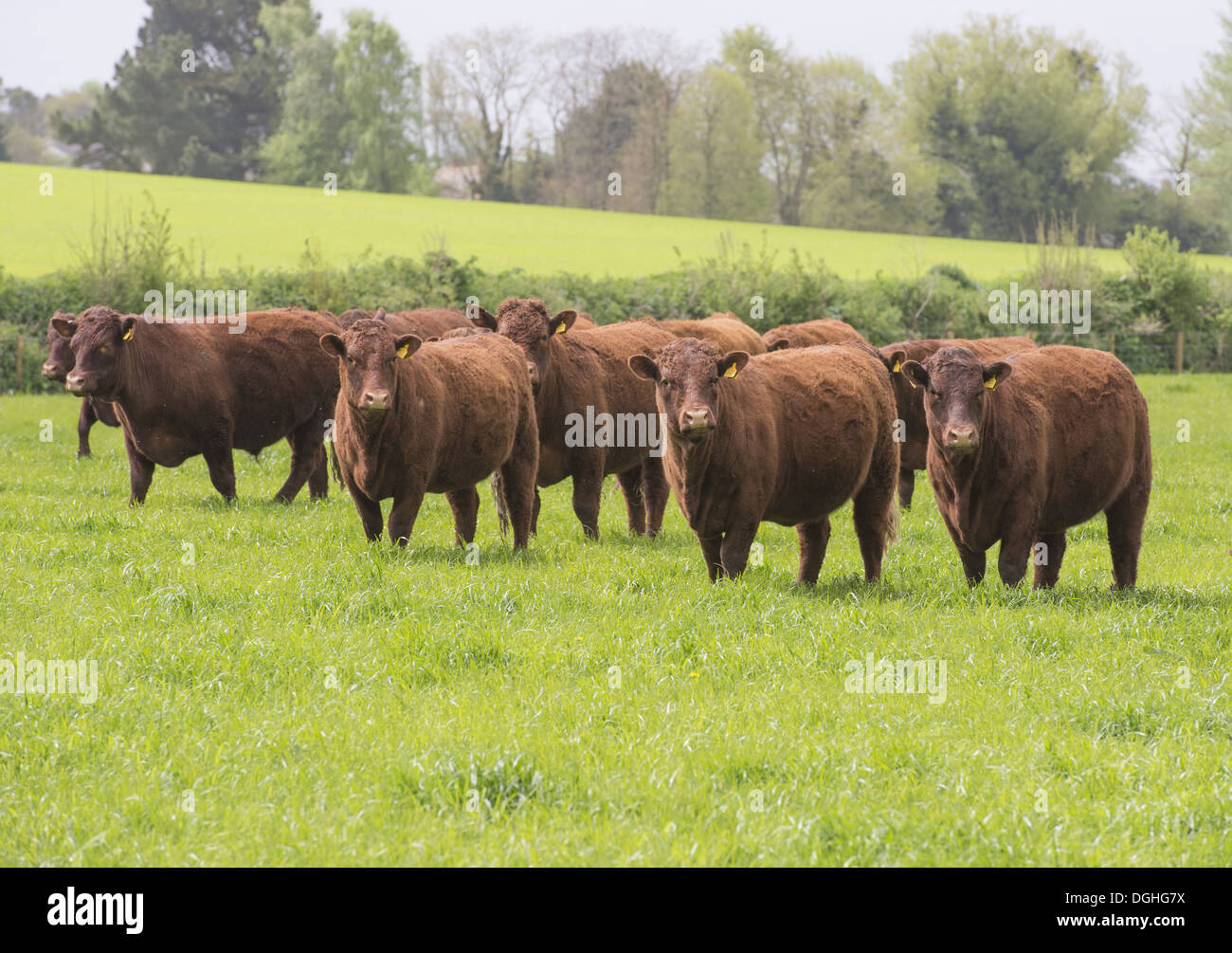 Domestic Cattle, Red Ruby Devon herd, standing in pasture, Exeter ...