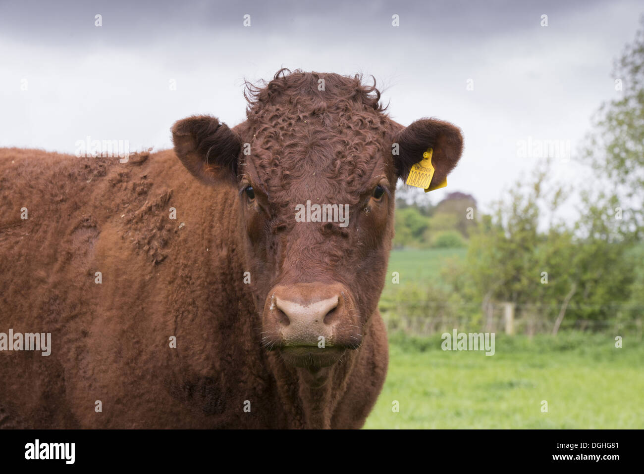 Domestic Cattle, Red Ruby Devon heifer, close-up of head, in pasture ...