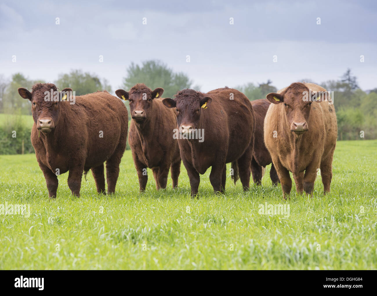 Domestic Cattle, Red Ruby Devon herd, standing in pasture, Exeter ...