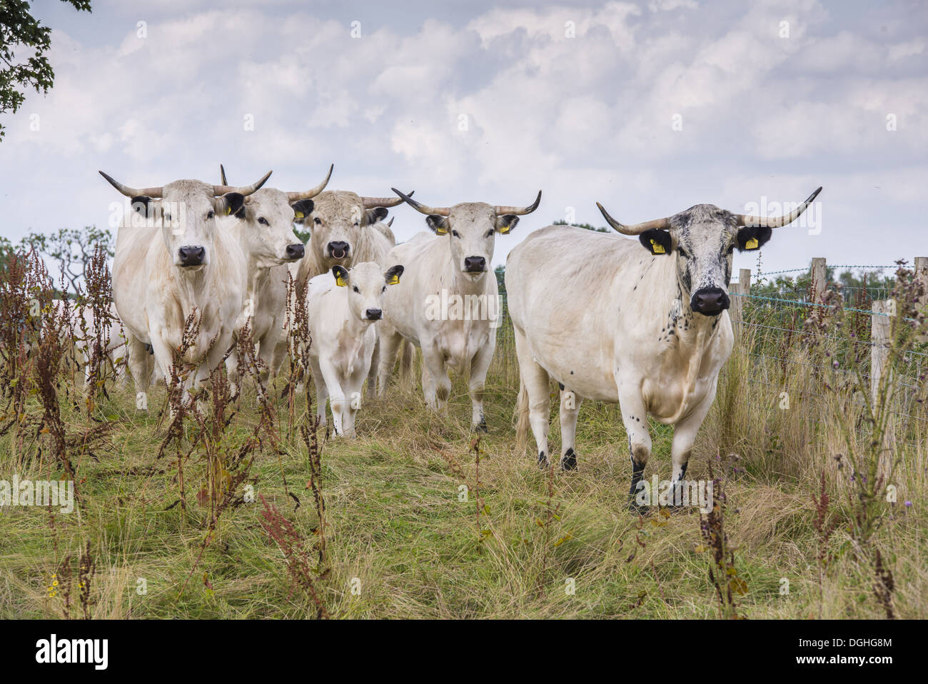 British White Bull High Resolution Stock Photography and Images - Alamy