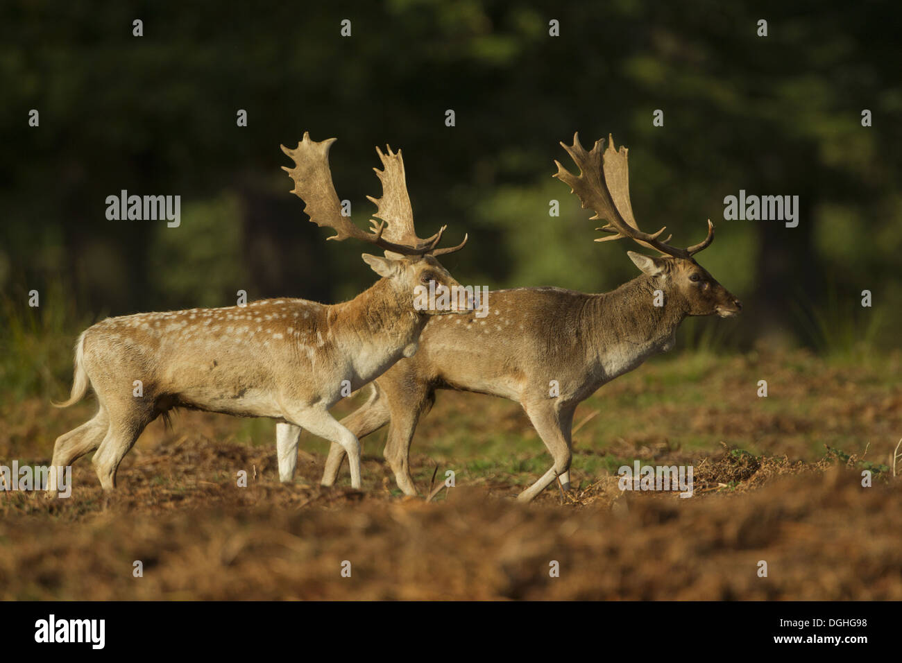Fallow Deer (Dama dama) two bucks performing parallel walk before ...