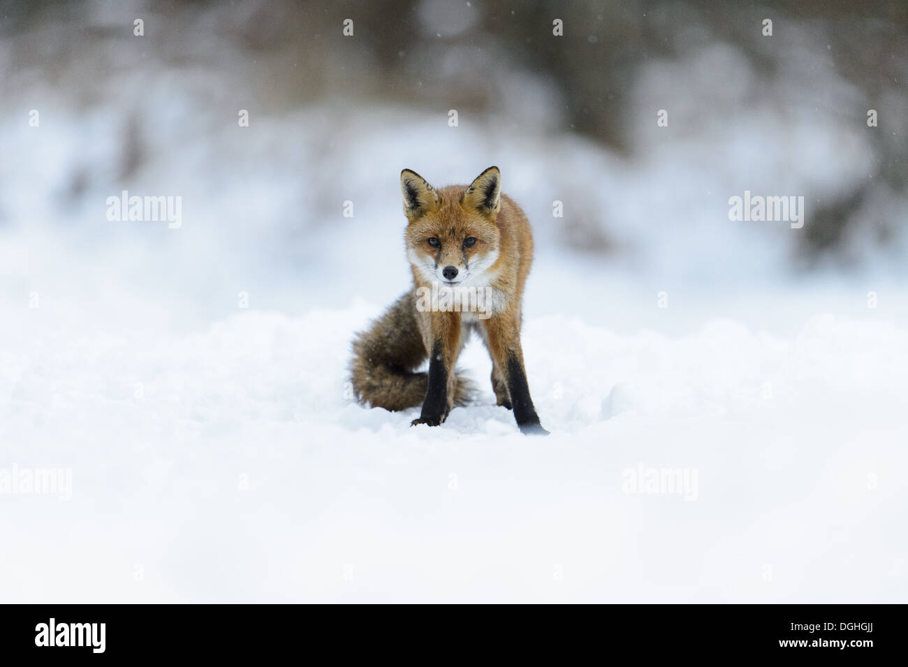 European Red Fox (Vulpes vulpes) adult, standing on snow, Cannock Chase ...
